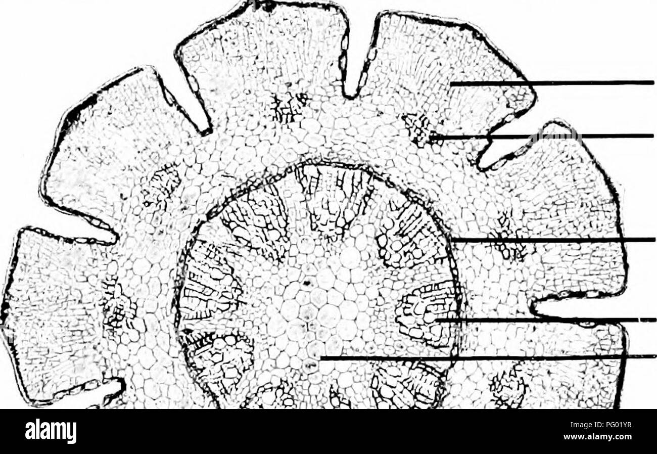 Casuarina equisetifolia plant Black and White Stock Photos & Images - Alamy