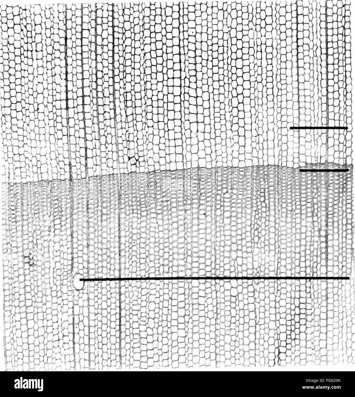 This collection of photomicrographs highlights detailed images of plant ...