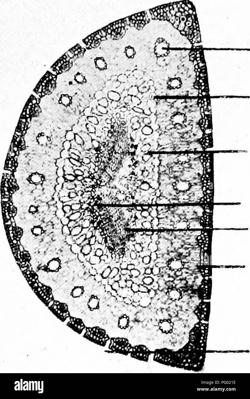 This series of photomicrographs showcases the detailed anatomy of plant ...