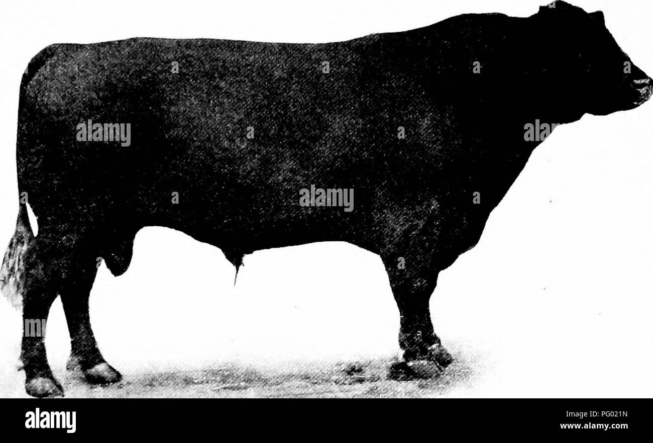 Bull fattening hi-res stock photography and images - Alamy