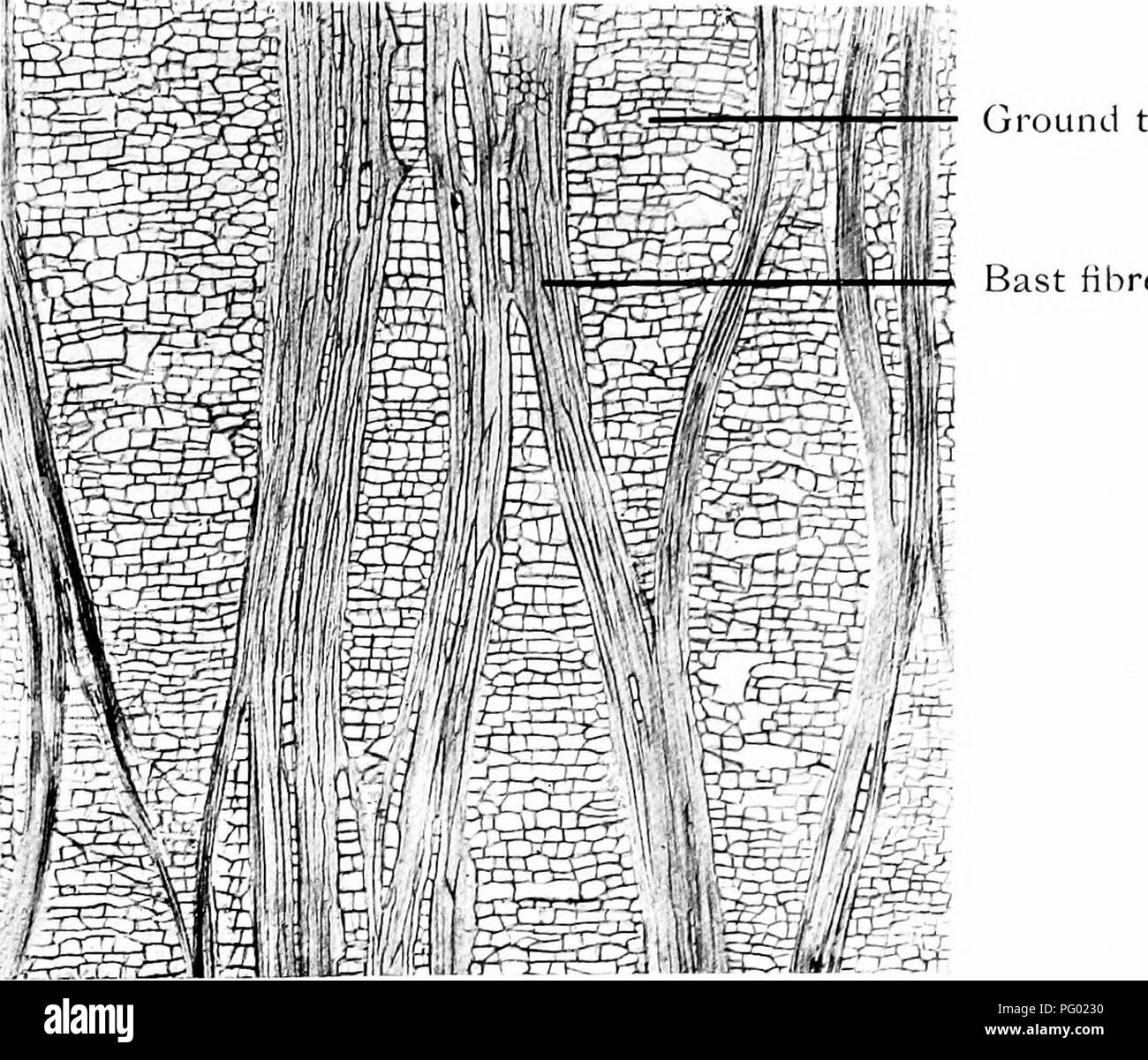 Lime bast Black and White Stock Photos & Images - Alamy