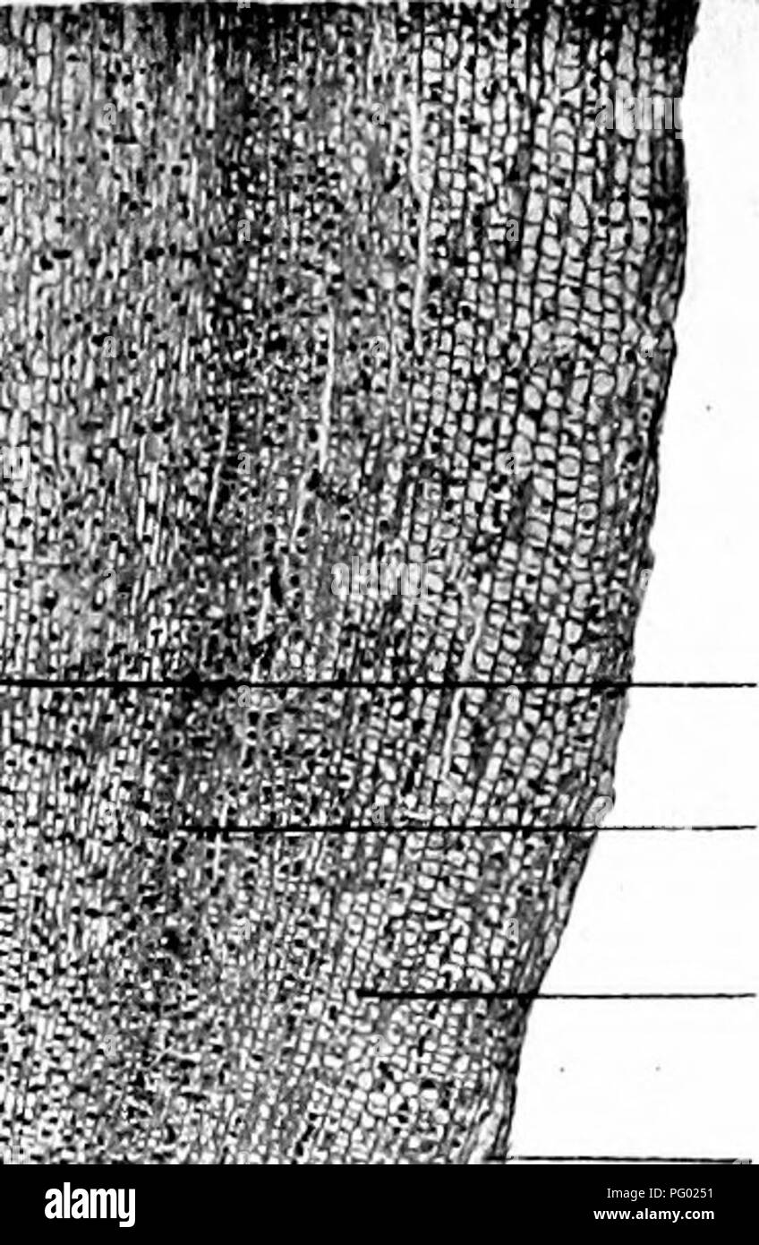 These photomicrographs depict detailed botanical studies of the root ...