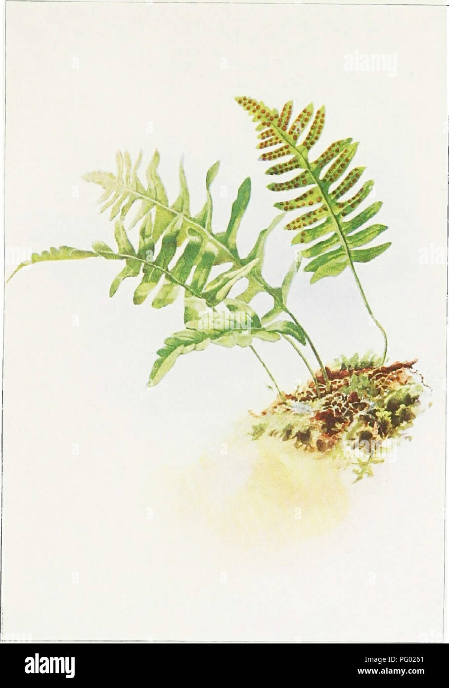 This guide provides a detailed exploration of native fern species in ...