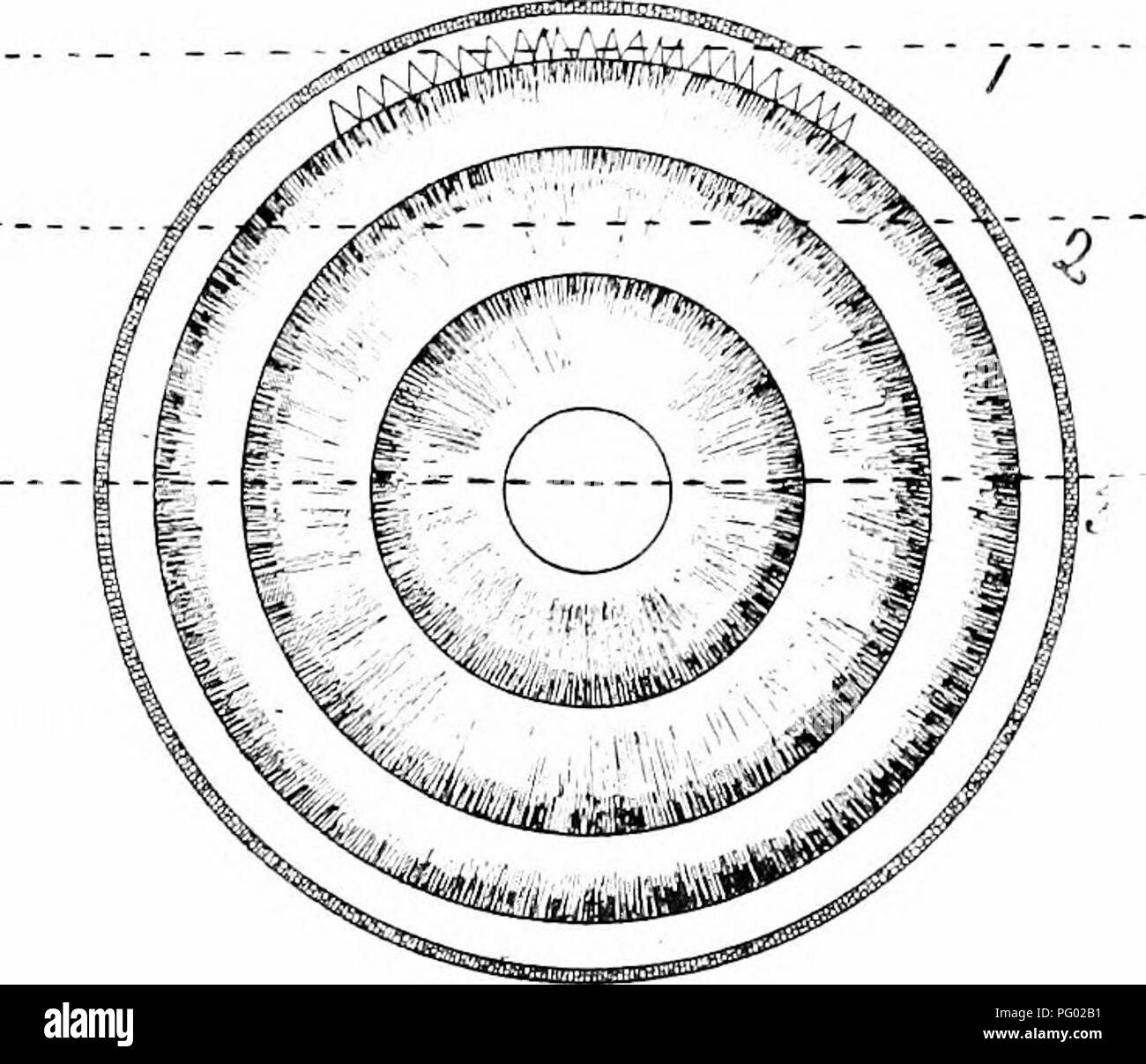 Stem of dicotyledonous microscope Black and White Stock Photos & Images ...