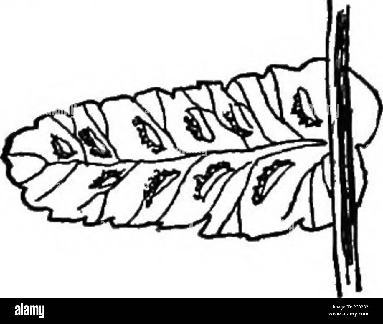 Spleenworts hi-res stock photography and images - Alamy