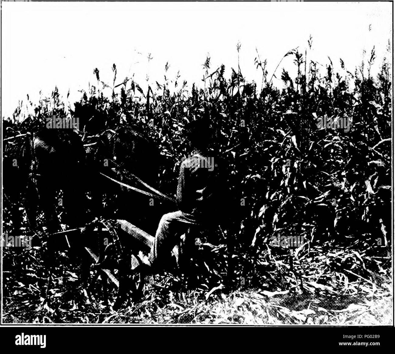 This text discusses the cultivation of maize, kafir corn, and sorghum ...