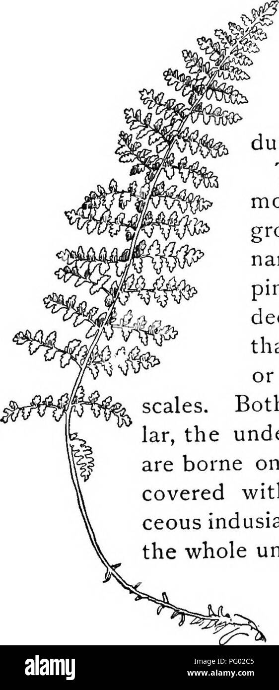 . Our ferns in their haunts; a guide to all the native species. Ferns ...