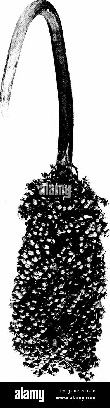 This work discusses the cultivation of corn, kafir corn, and sorghums ...