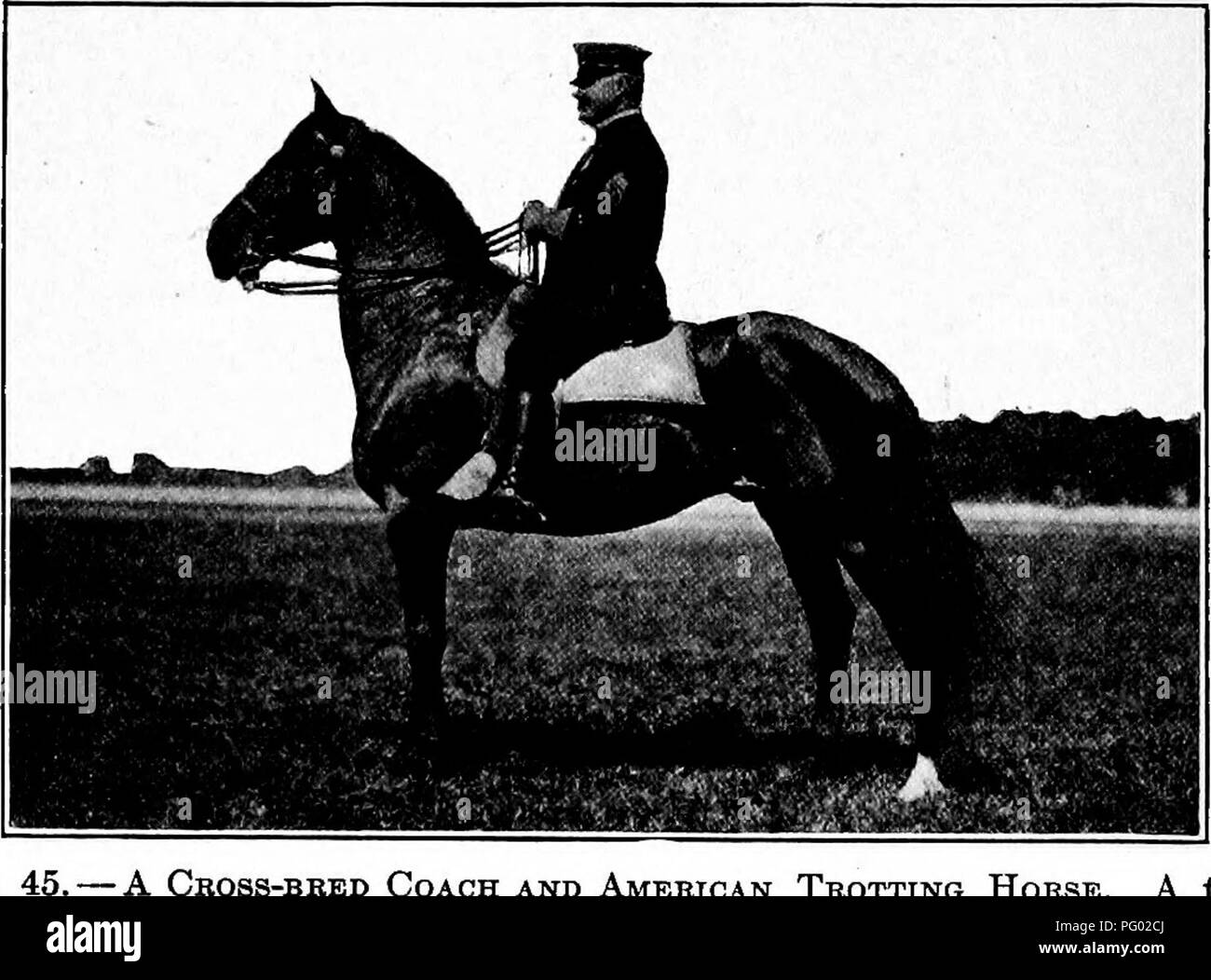 Choosing a horse Black and White Stock Photos & Images - Alamy