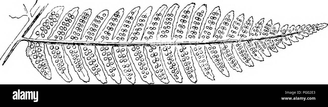 This guide covers native ferns, with a focus on Goldie's fern (Aspidium ...