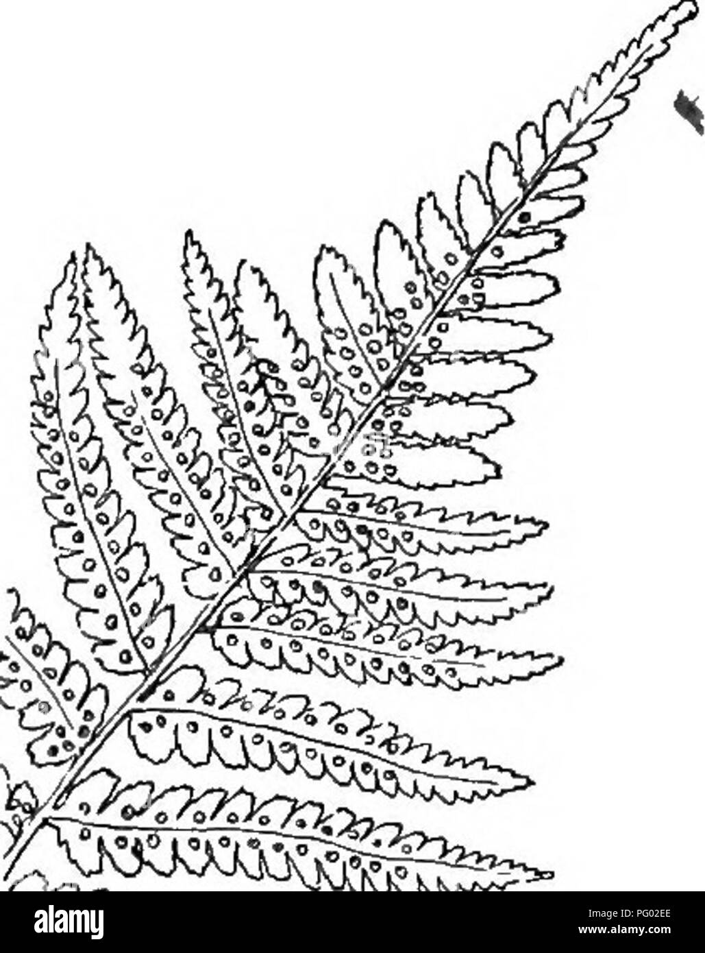 Marginal shield hi-res stock photography and images - Alamy