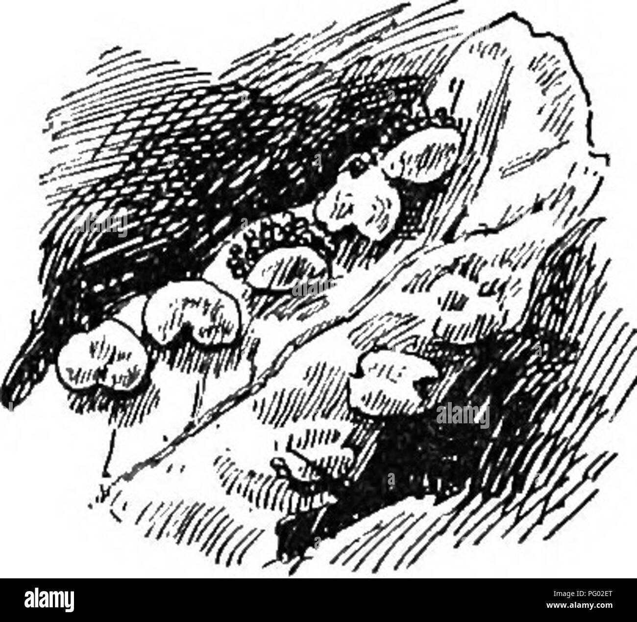 This guide to native ferns in their natural habitats provides an ...