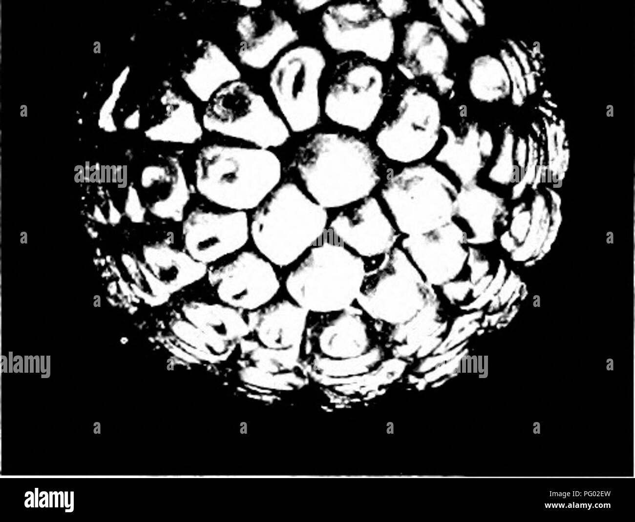 This discussion focuses on the cultivation and characteristics of corn ...