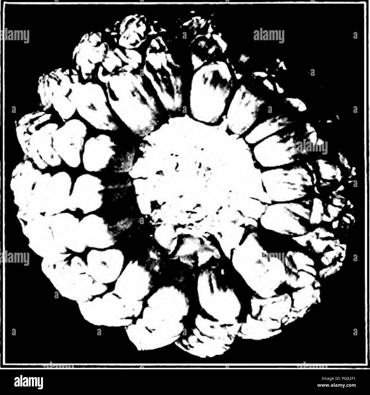 This image is from a study on corn crops, focusing on maize, kafir corn ...