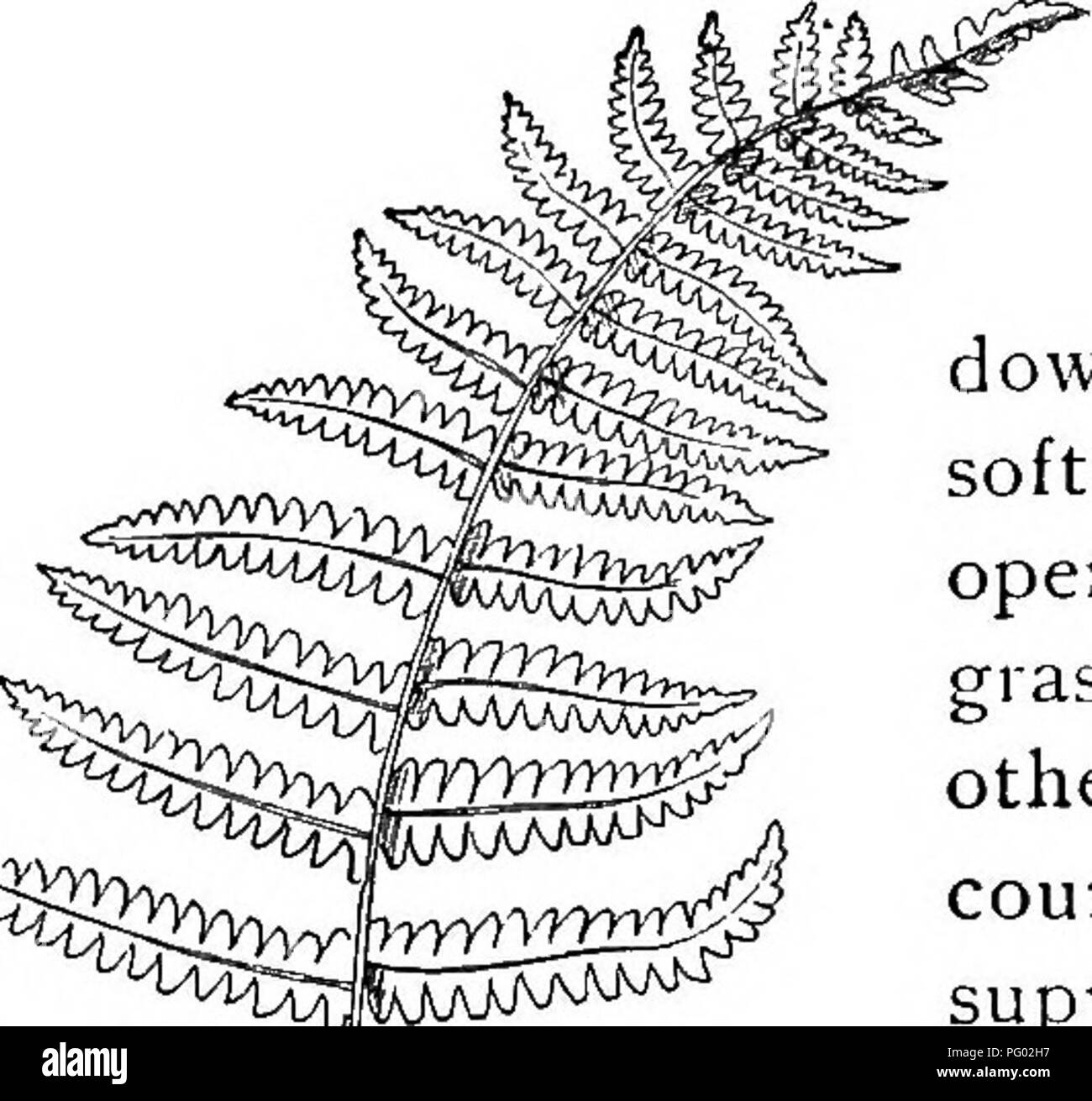 This guide by Willard Nelson Clute focuses on the native fern species ...