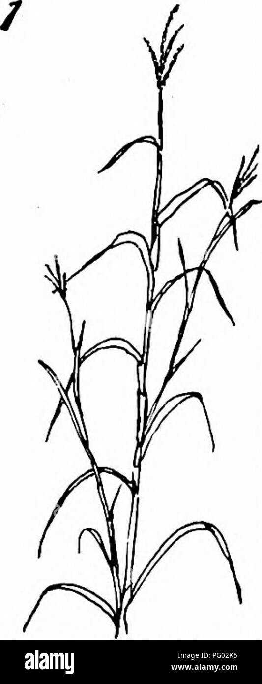 This work discusses the cultivation of maize, kafir corn, and sorghum ...