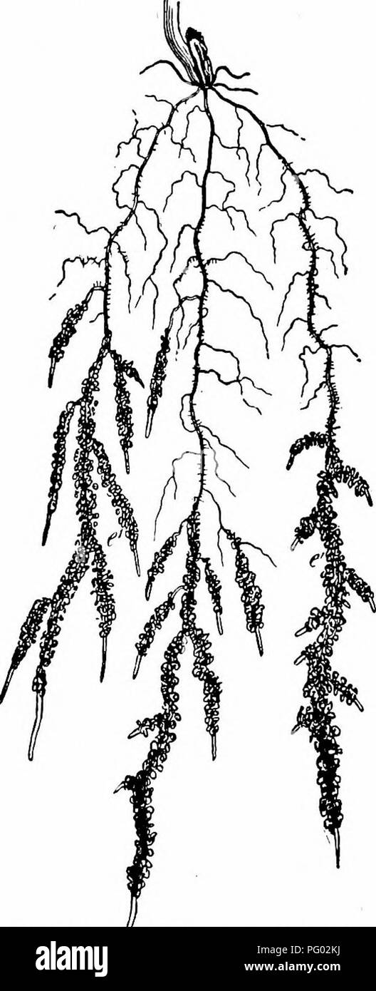 Roots growing in soil Black and White Stock Photos & Images - Alamy