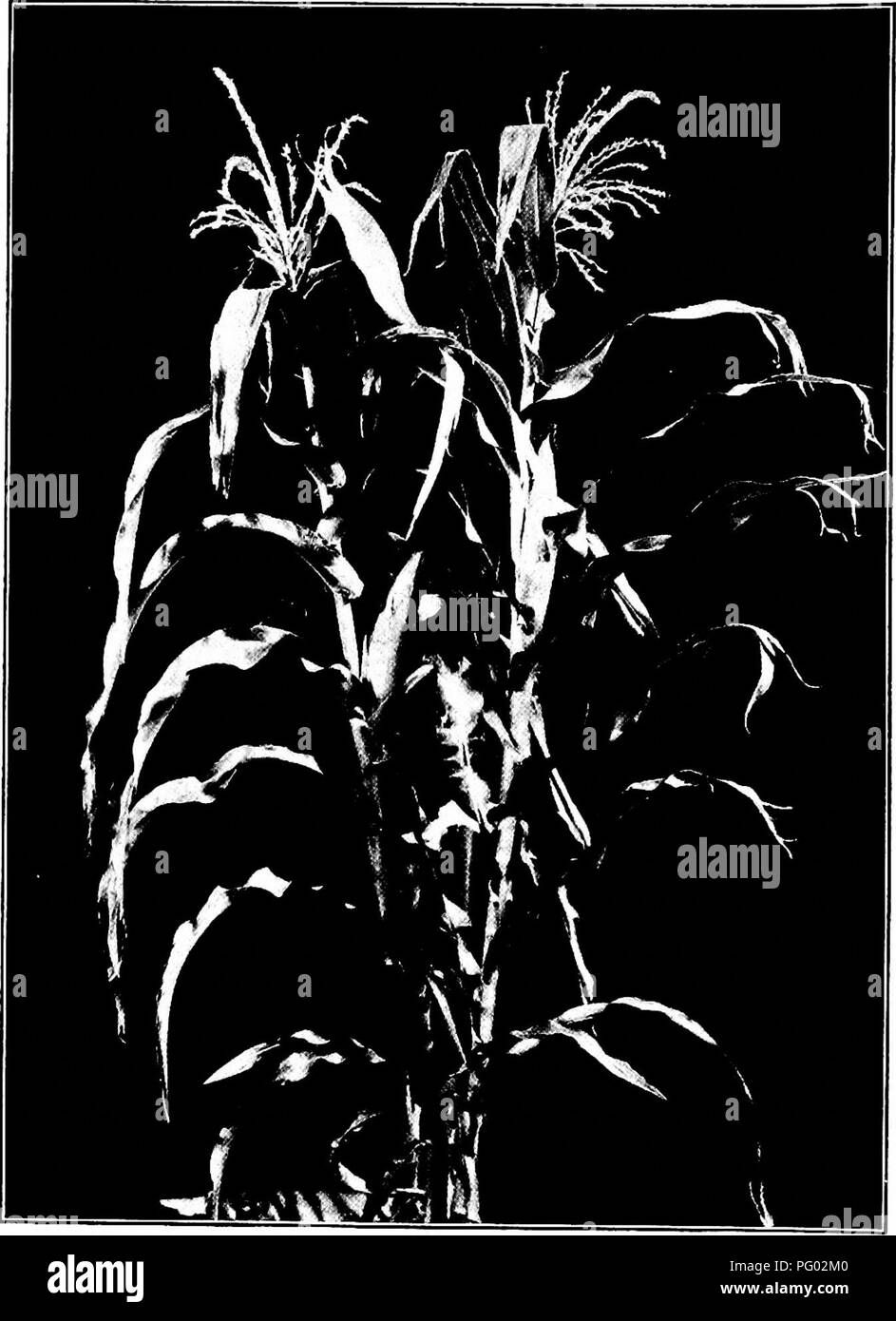 This work discusses the cultivation and significance of corn, sorghum ...