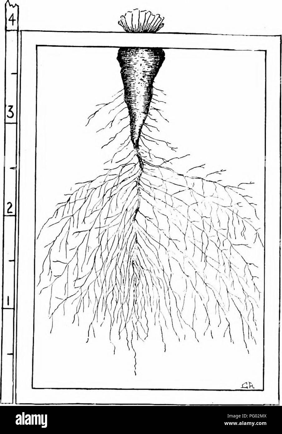 Rooted feet hi-res stock photography and images - Alamy
