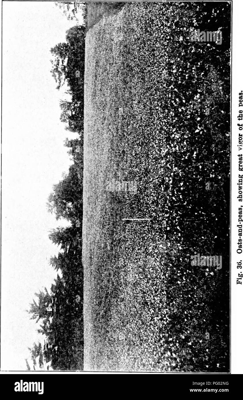 This image comes from the book 'Forage Crops for Soiling, Silage, Hay ...