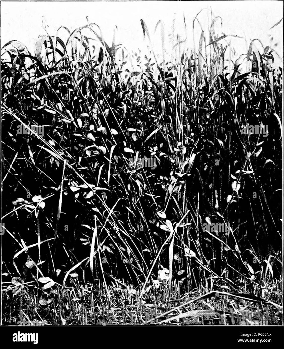 Illustration of oats and peas, demonstrating the use of these plants as ...