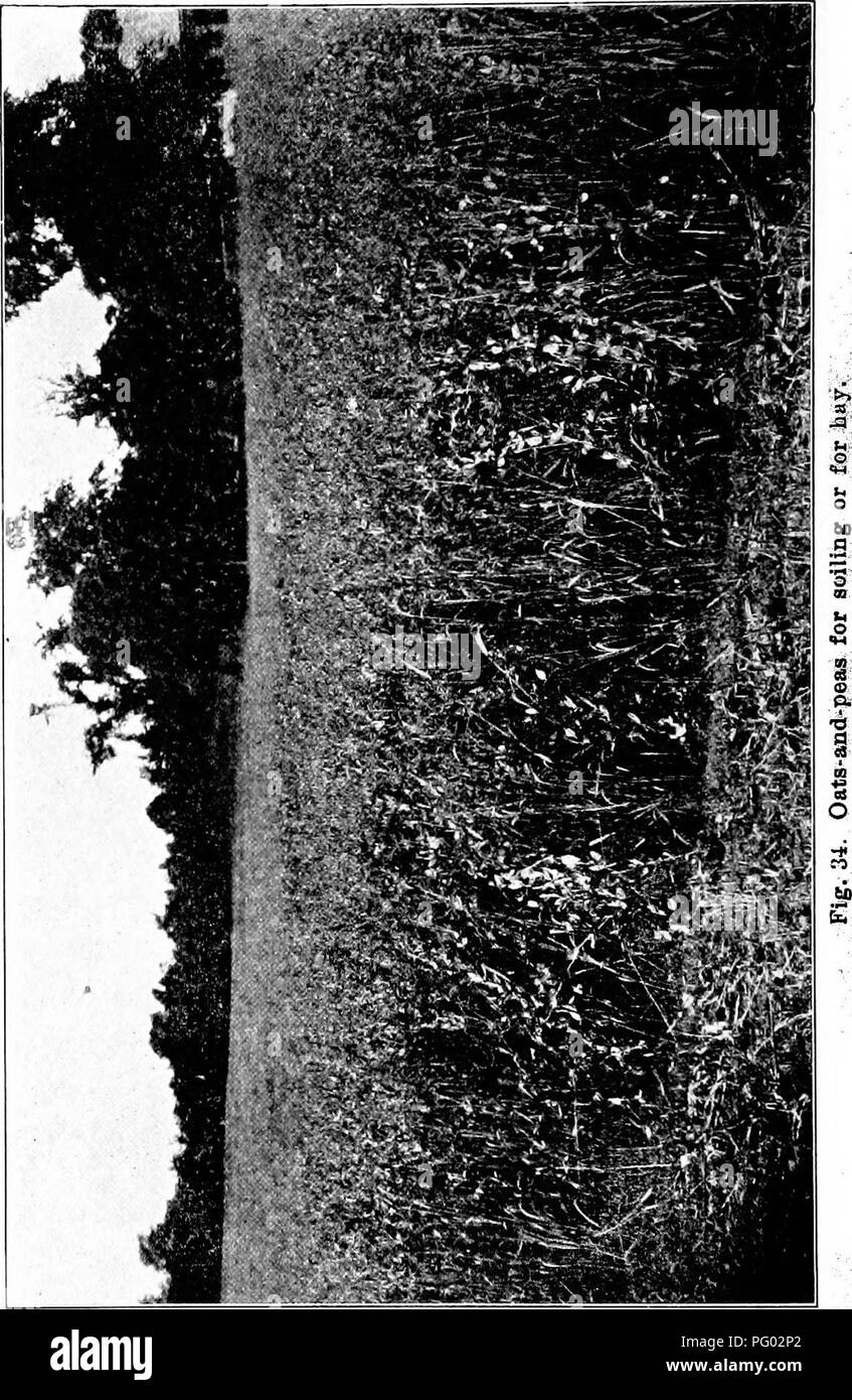 This image illustrates various forage crops, specifically focusing on ...