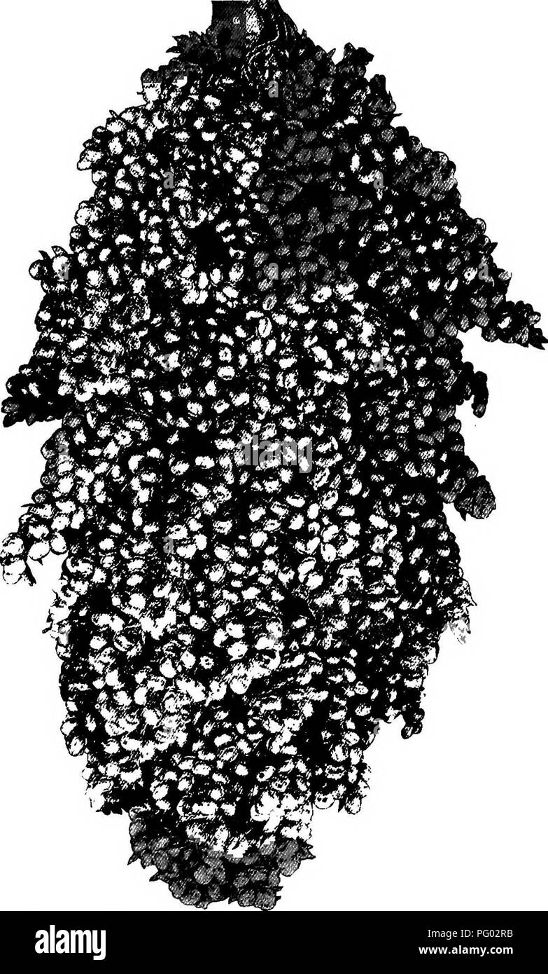 This guide discusses various forage crops such as Dwarf Milo maize ...