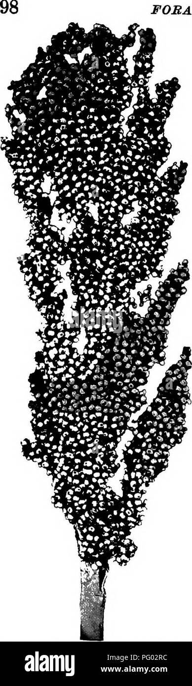 This figure provides an illustration of Kafir corn, a forage crop used ...
