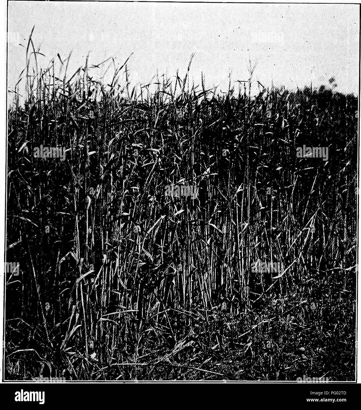 Forage rye Black and White Stock Photos & Images - Alamy