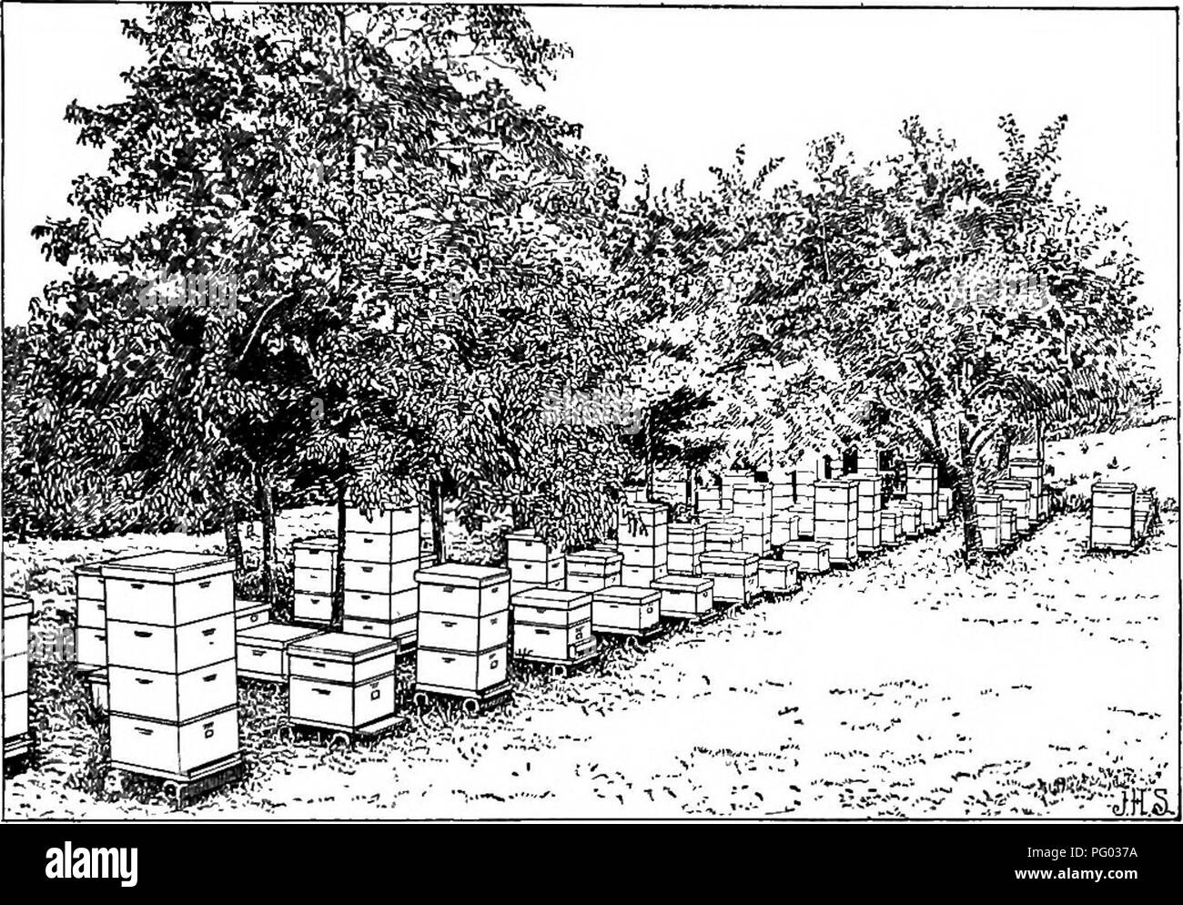 This work on beekeeping explores the life cycle of the honeybee ...
