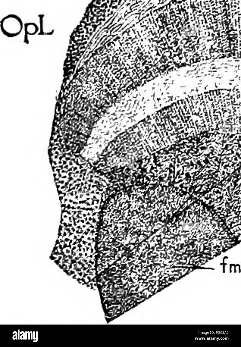 Insect compound eye structure Black and White Stock Photos & Images - Alamy