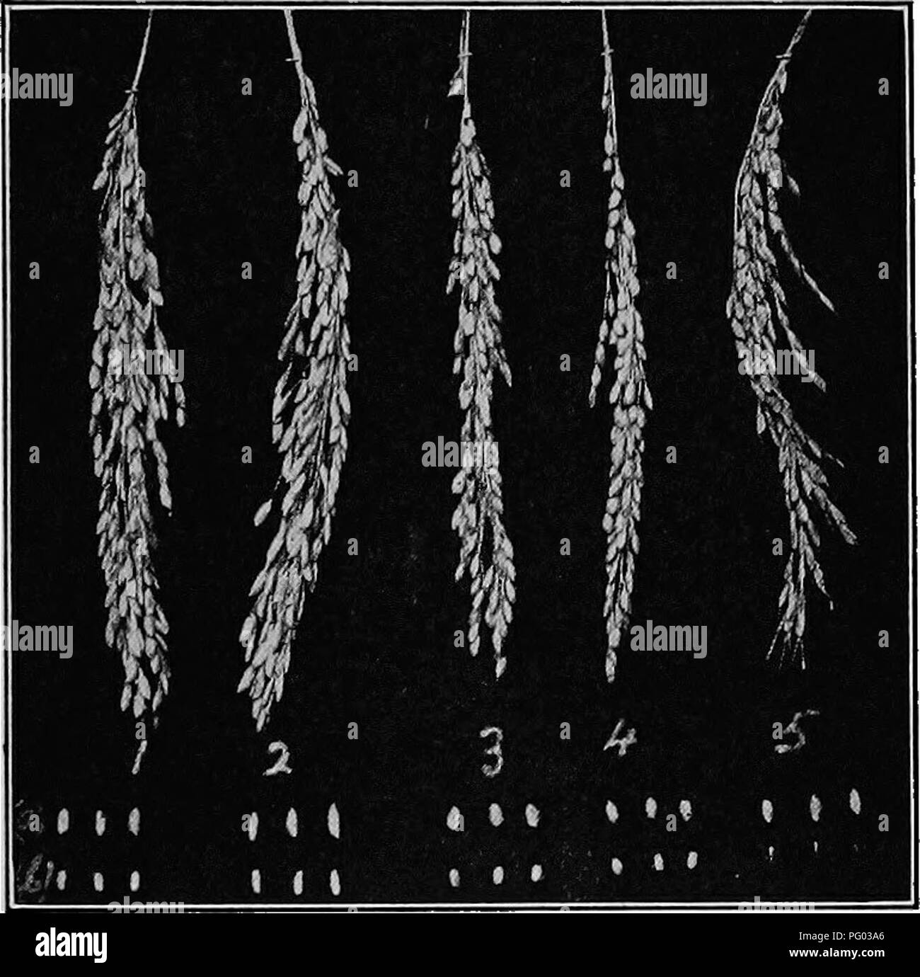 Unhulled rice hi-res stock photography and images - Alamy