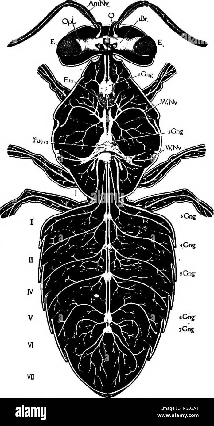 . Beekeeping; a discussion of the life of the honeybee and of the ...