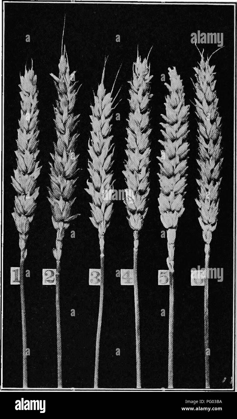 United states wheat belt hi-res stock photography and images - Alamy