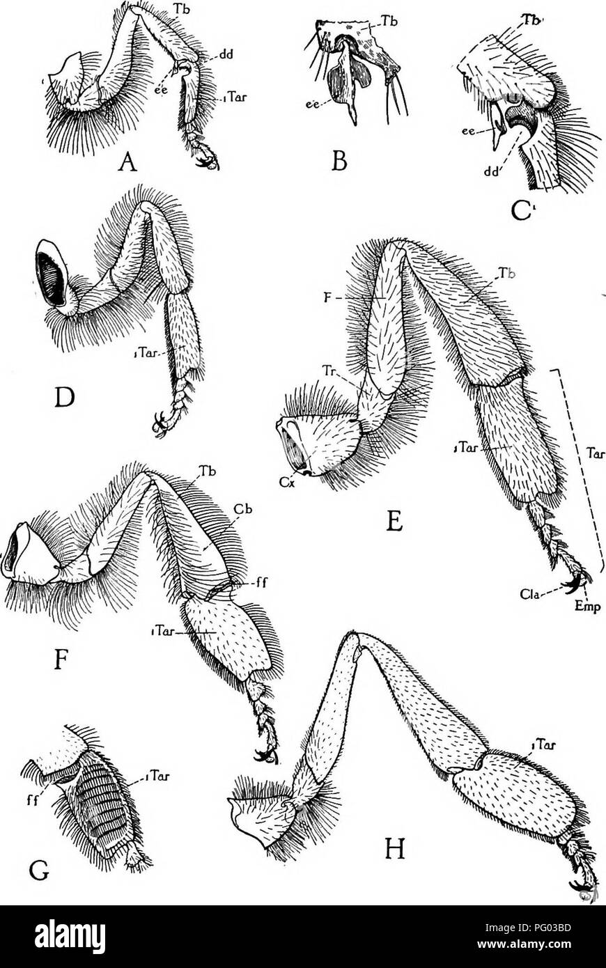 . Beekeeping; a discussion of the life of the honeybee and of the ...