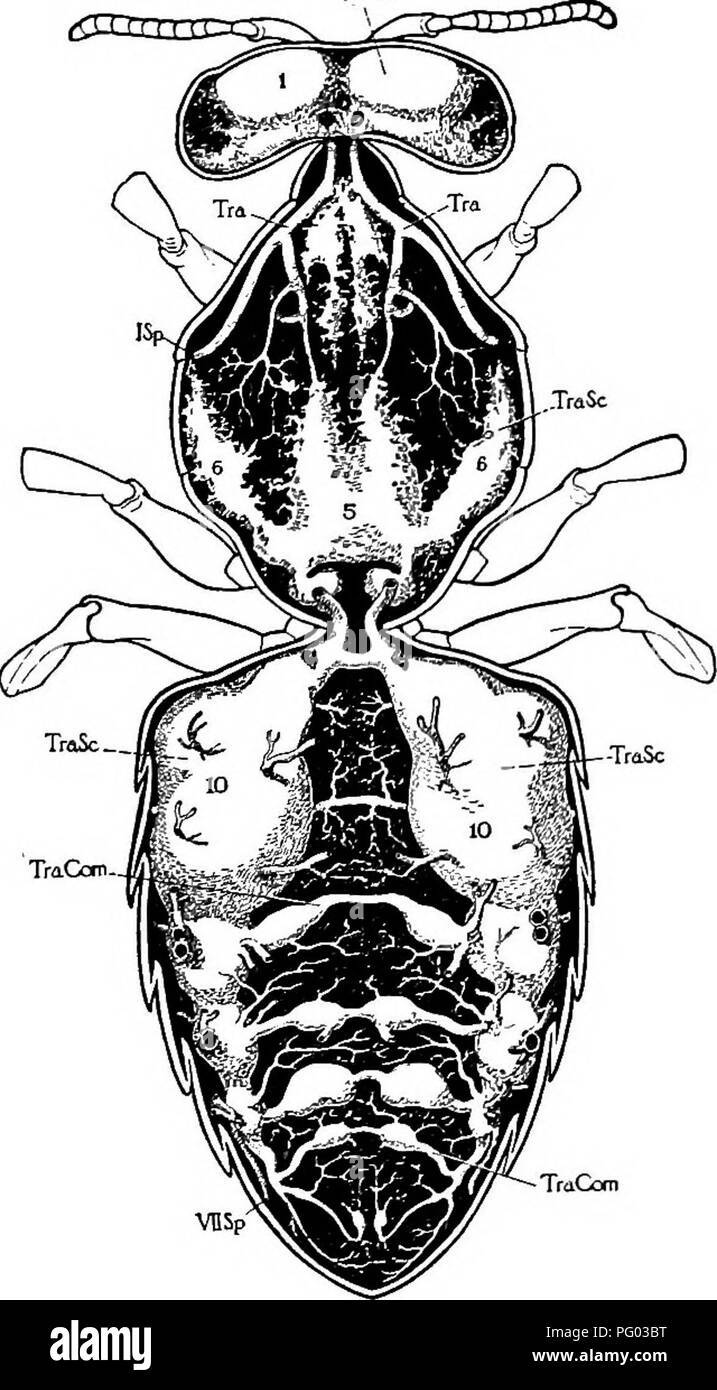 This beekeeping guide delves into the biology of honeybees, covering ...
