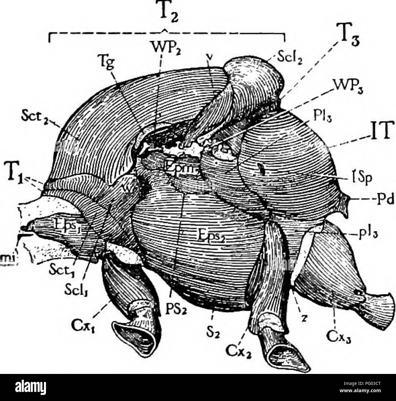 . Beekeeping; a discussion of the life of the honeybee and of the ...