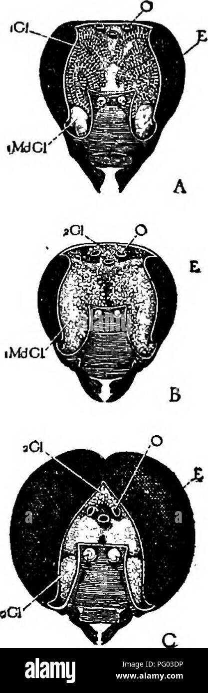 This beekeeping text provides an in-depth look at honeybee physiology ...