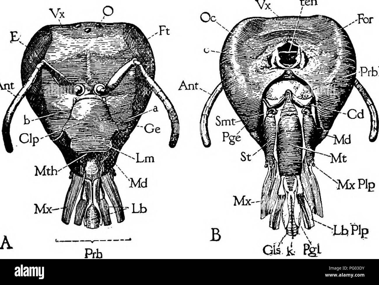 Abdomen muscles Black and White Stock Photos & Images - Alamy