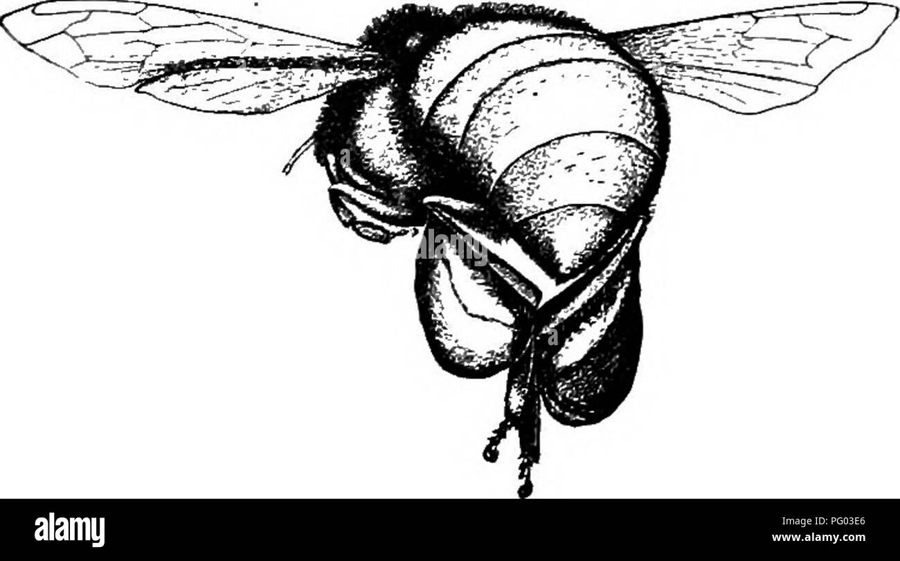 This work discusses the life cycle and behavior of honeybees, focusing ...