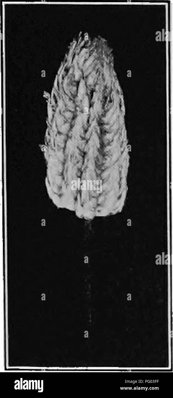 This image showcases two species of maize, Zea Mays canina and Zea Mays ...