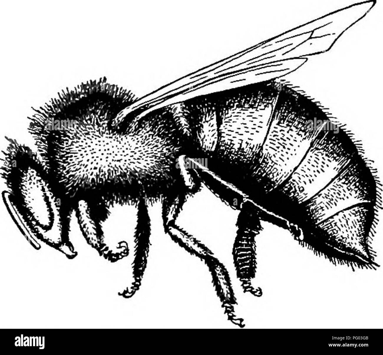 Honeybee wax glands hi-res stock photography and images - Alamy