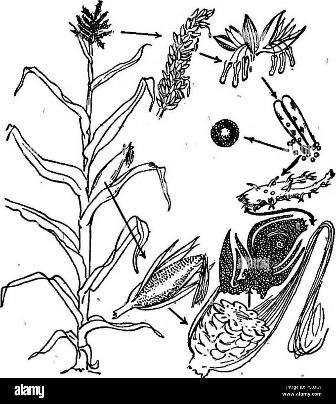 This agricultural work provides a detailed explanation of the physiology of the corn plant ...