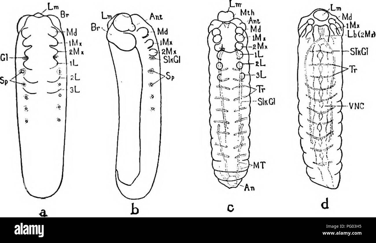 Honey bee development cycle hi-res stock photography and images - Alamy
