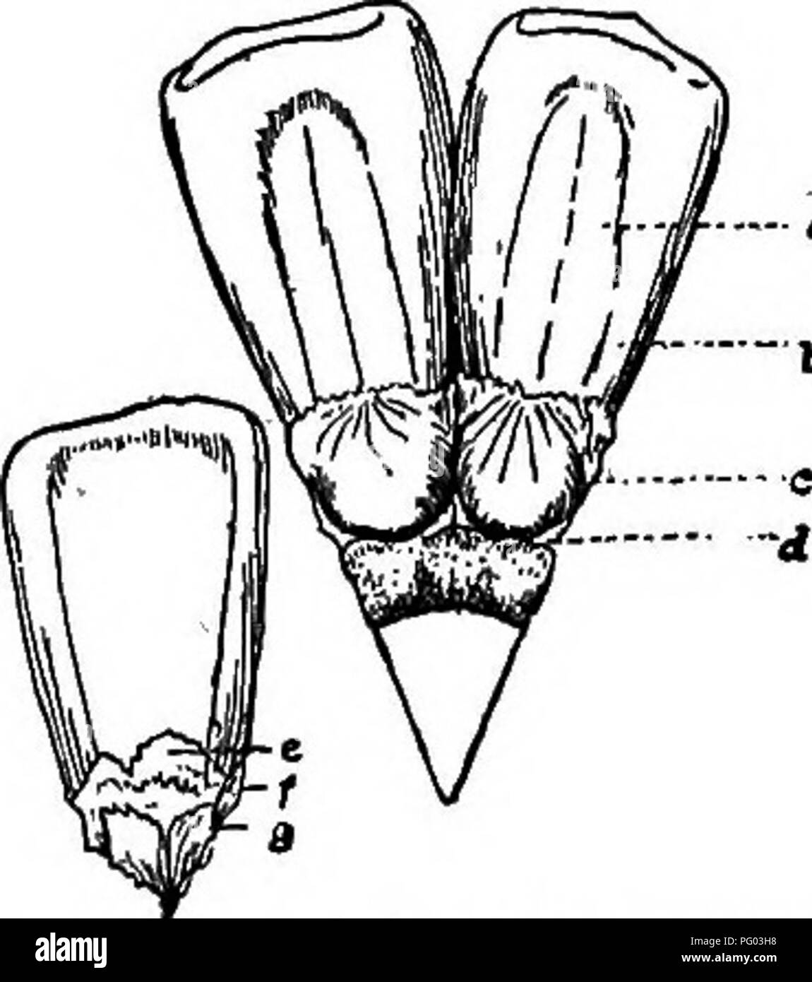 Indian flint corn field hi-res stock photography and images - Alamy