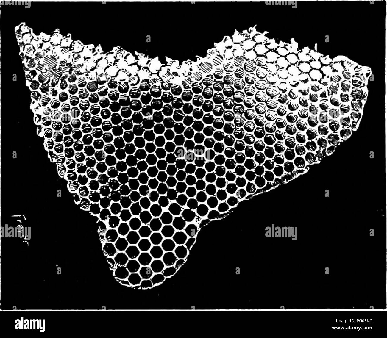 This work examines the structure and function of honeybee combs ...