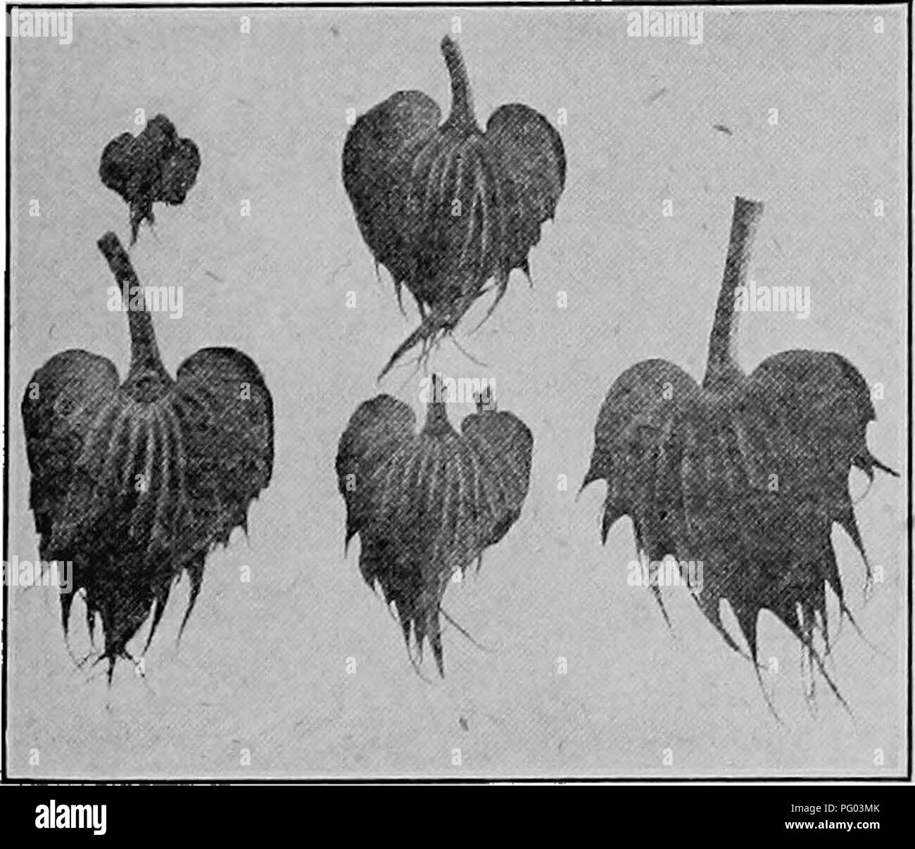 This work discusses the characteristics of upland cotton flowers and ...