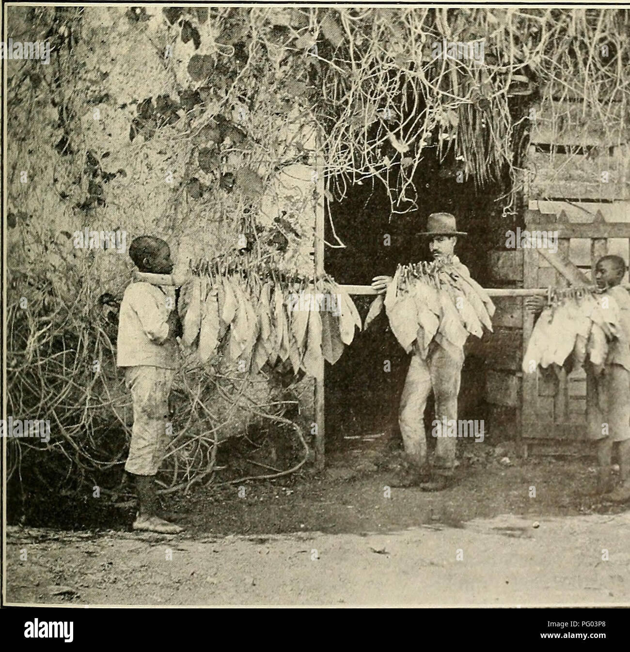 This image from *The Cuba Review* features a scene of tobacco ...