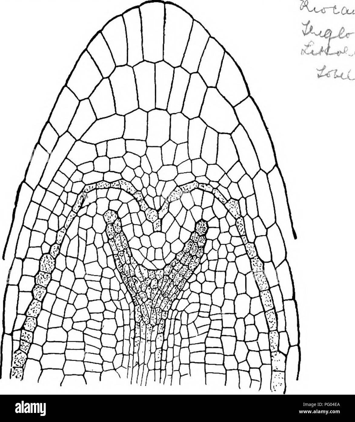 . The structure and development of mosses and ferns (Archegoniatae ...