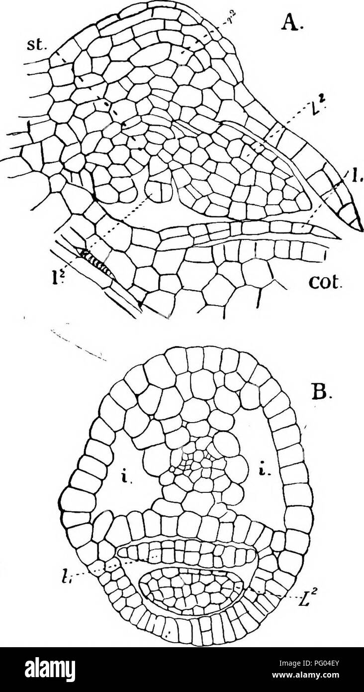 Plant root cross section Black and White Stock Photos & Images - Alamy